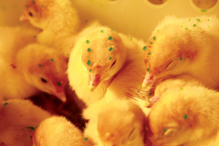 Animal Science Products, Inc.